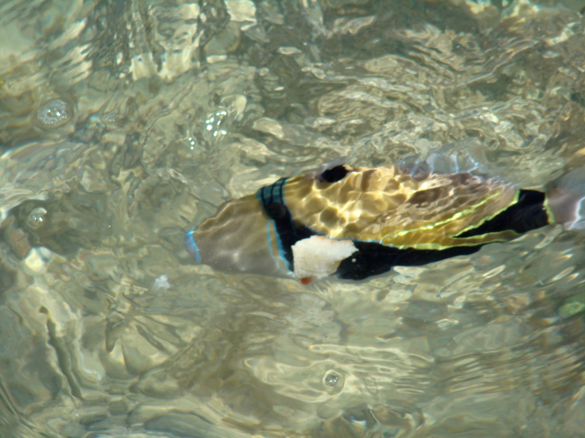 Humuhumunukunukuapua'a Facts: Hawaii's State Fish (with Pictures ...