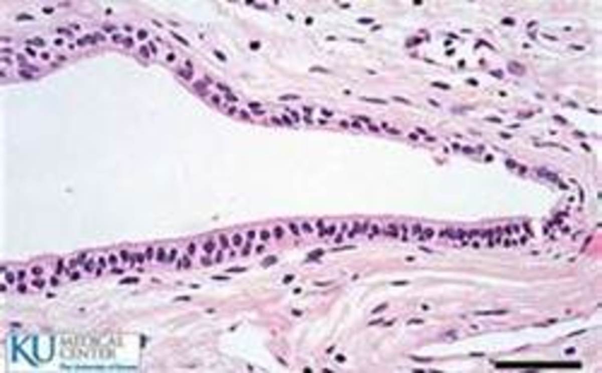 A Simple Introduction to Tissue Identification in Preparation for the ...