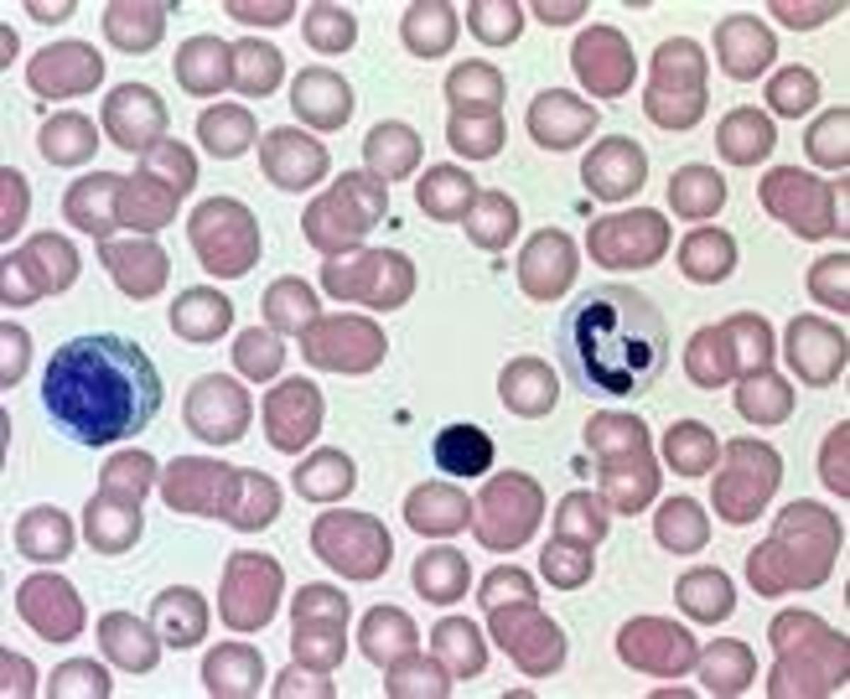 A Simple Introduction to Tissue Identification in Preparation for the ...