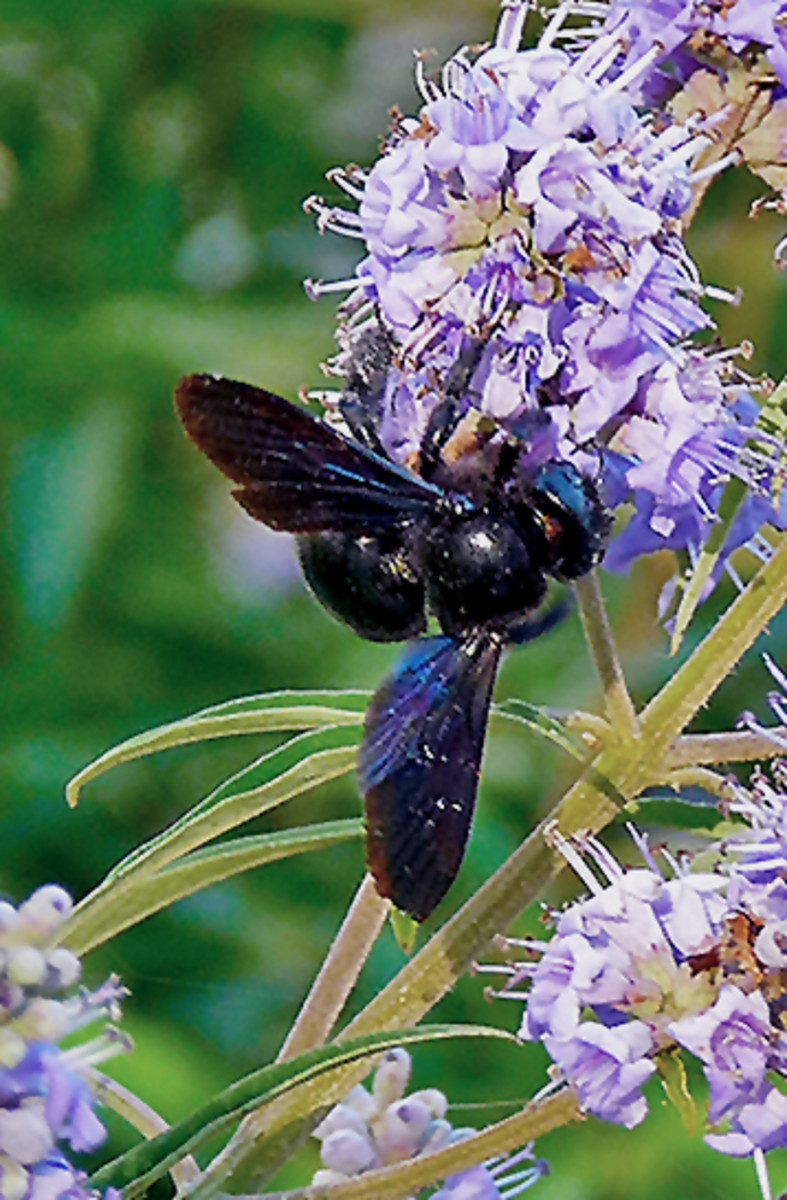 The Violet Carpenter Bee - Xylocopa Violacea - HubPages