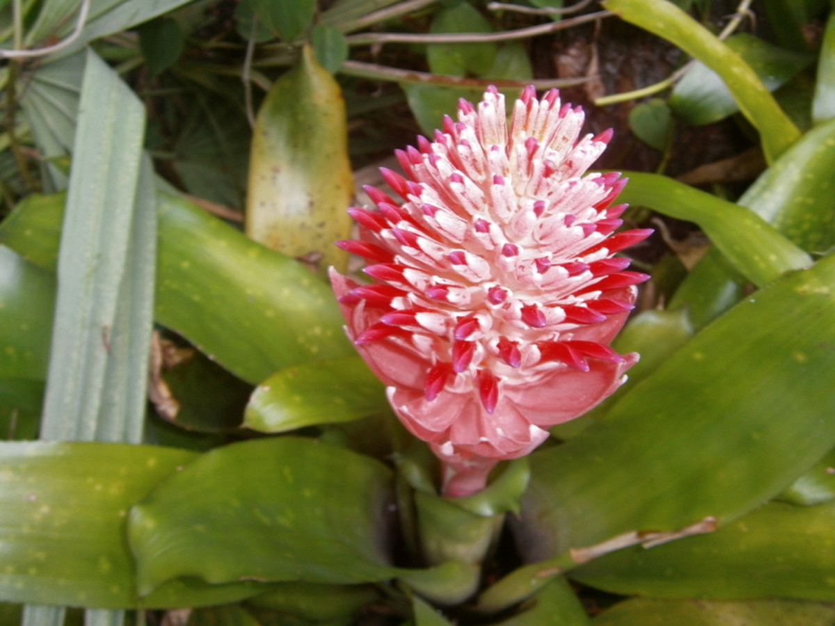 How To Grow Beautiful Bromeliads Inside and Outside In The Yard - HubPages