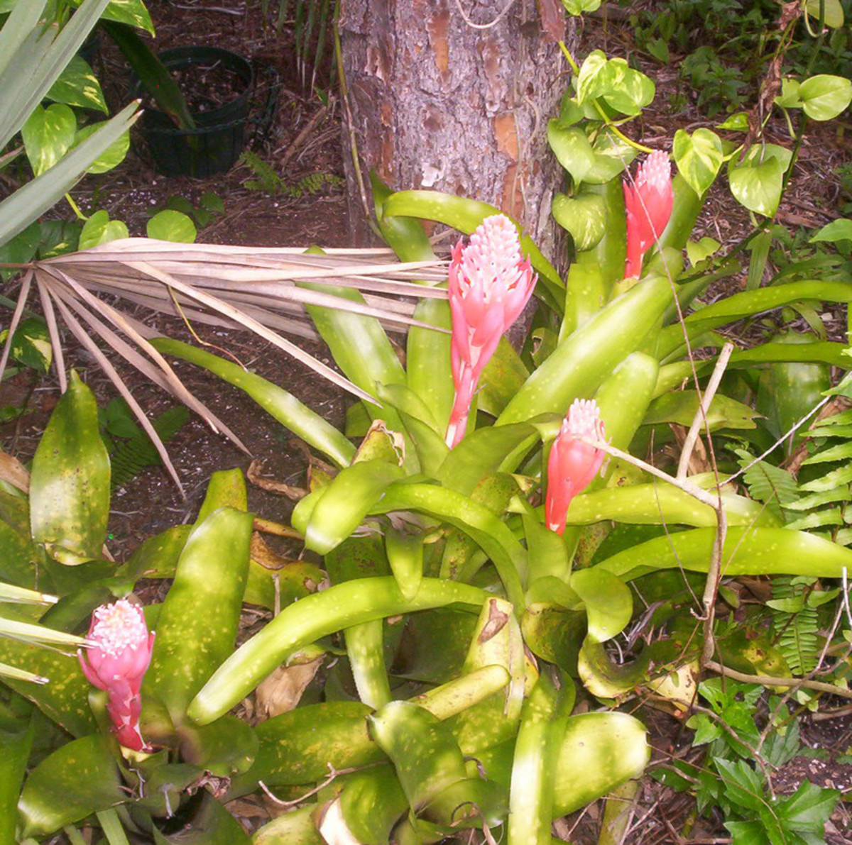 How To Grow Beautiful Bromeliads Inside and Outside In The Yard - HubPages