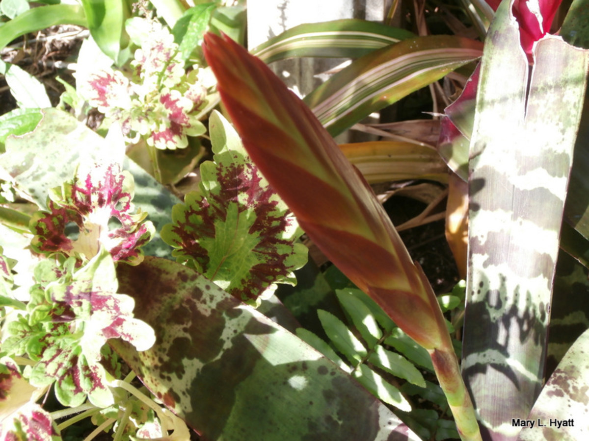 How To Grow Beautiful Bromeliads Inside and Outside In The Yard - HubPages