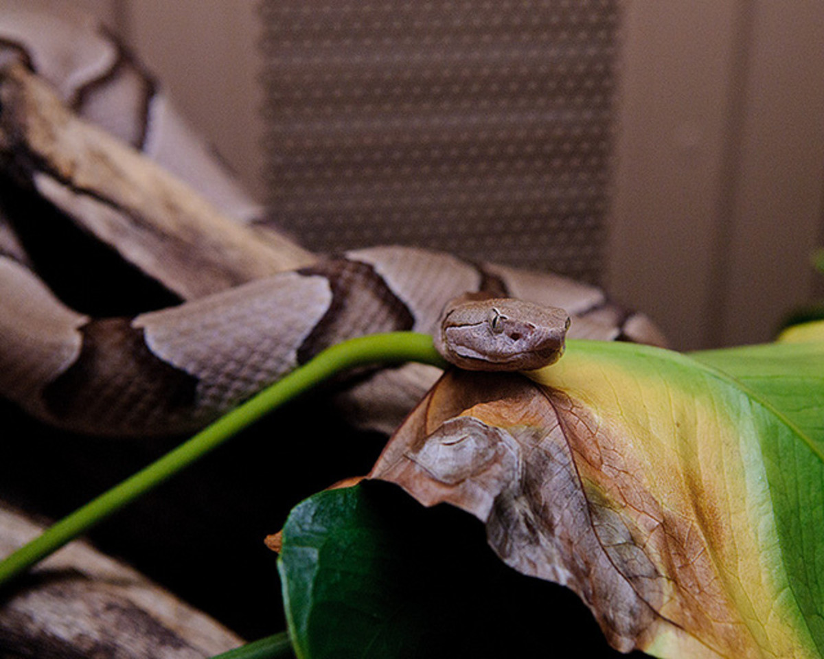 A Hillbilly Guide to Snakes: The Southern Copperhead - HubPages