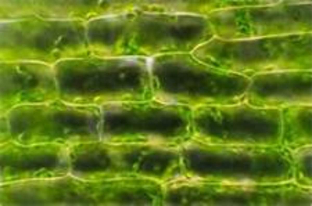 Photosynthesis Experiment in Elodea in Direct Light, Distant Light, and ...