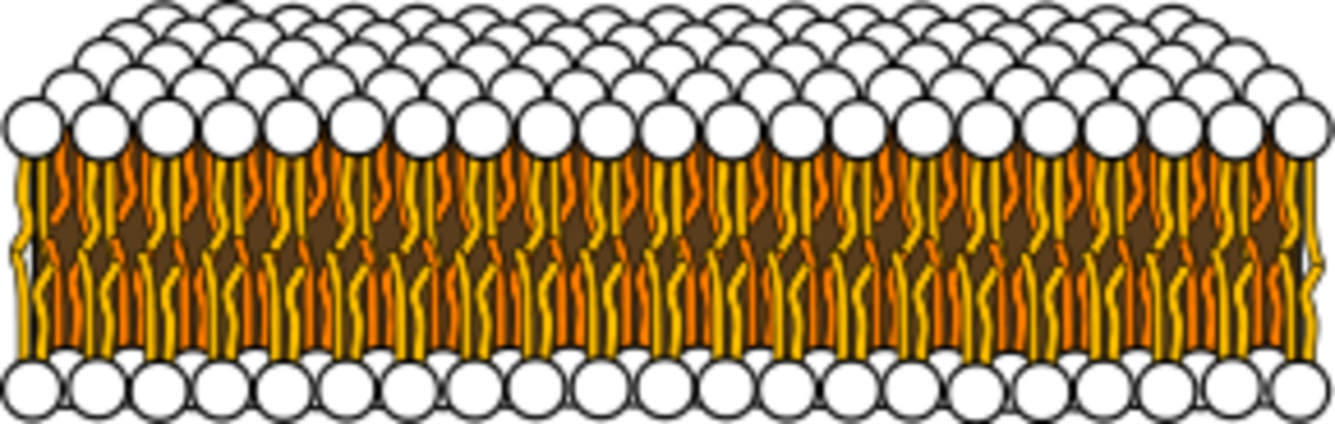 Learn About Cells and Organelles for Kids - HubPages