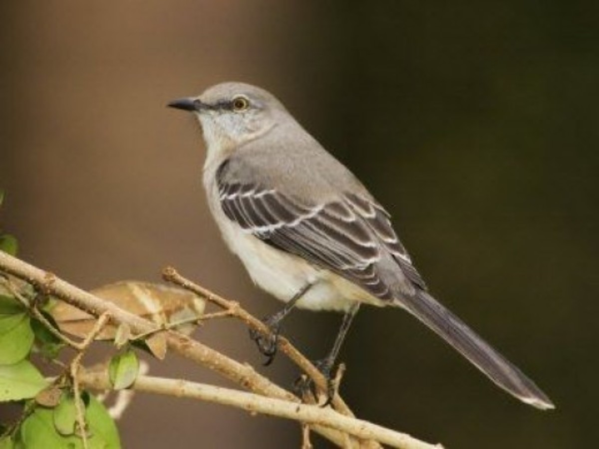 Thomas Jefferson's "First Bird" - HubPages