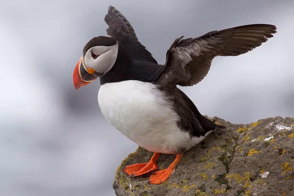 10 Spectacular Birds of Iceland - HubPages