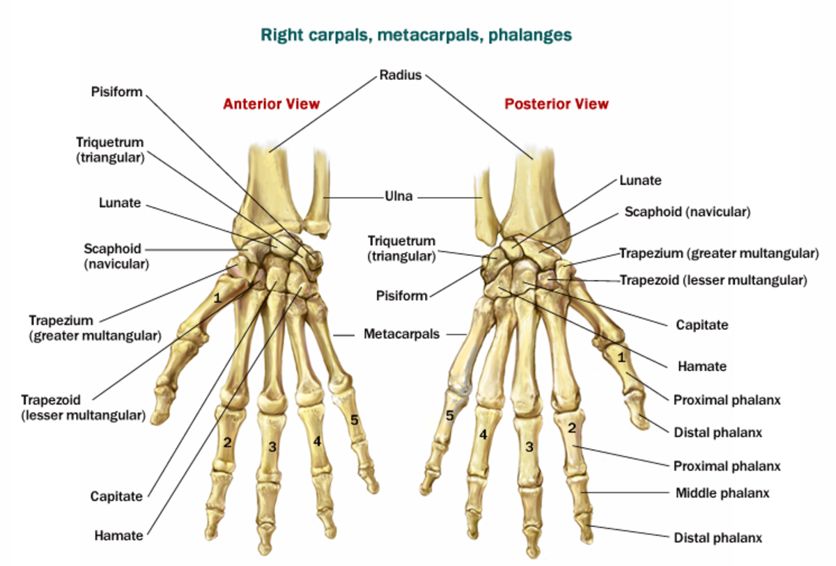 Posterior Wrist Anatomy