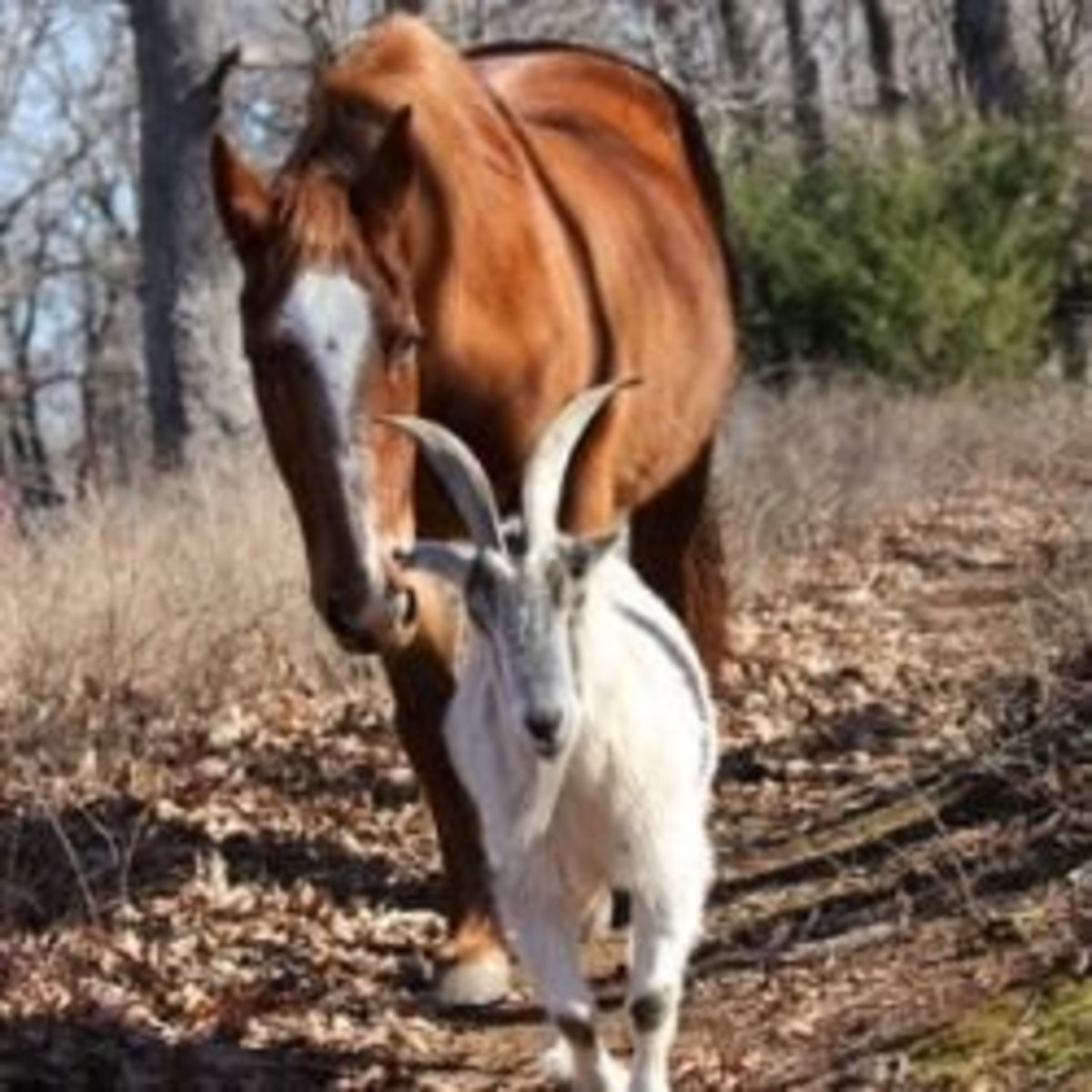 Animal Odd Couples - HubPages