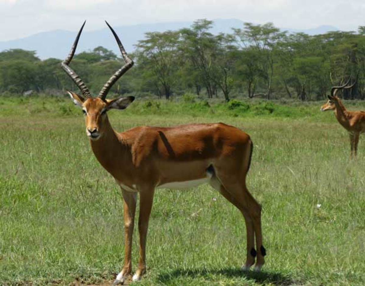 The 15 Most Beautiful and Amazing Extinct Animals - HubPages