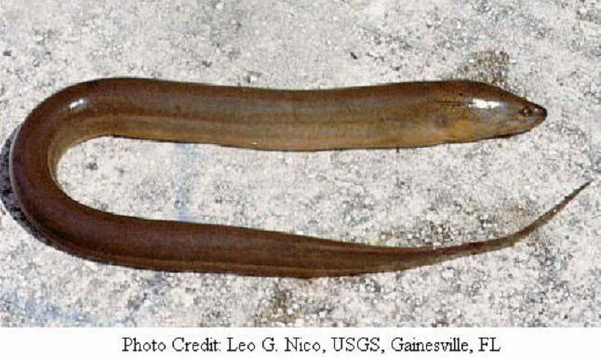 List of Released and Invasive Exotic Pets in the United States - HubPages