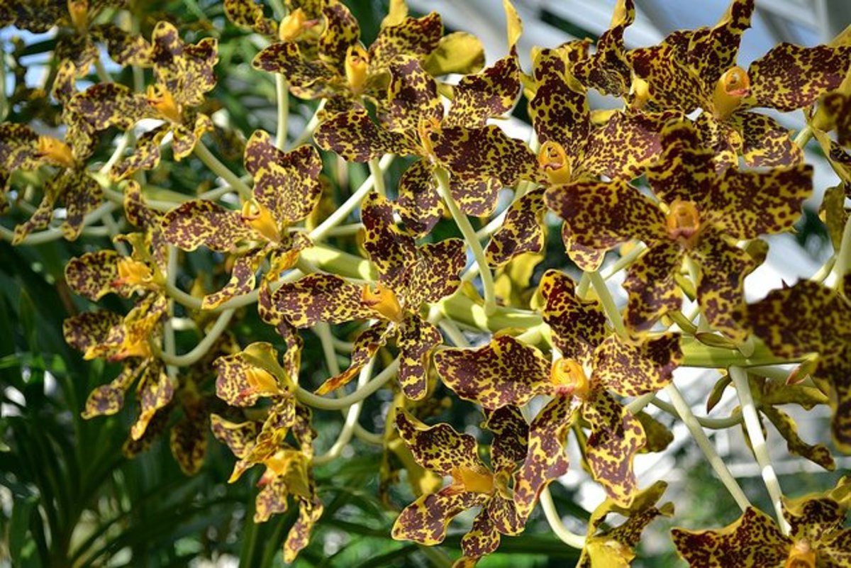 How I Got Tiger Orchid or Grammatophyllum Speciosum Plant to Bloom ...