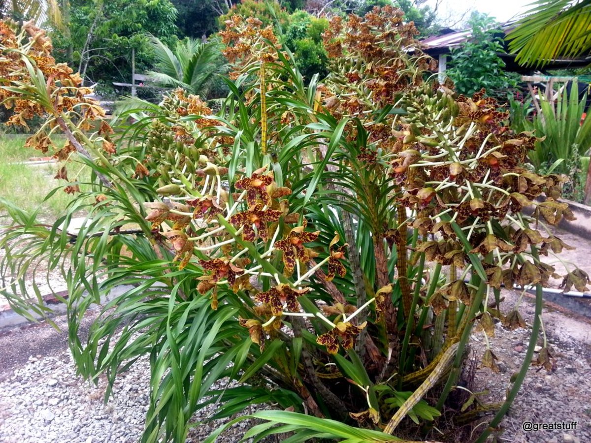 How I Got Tiger Orchid or Grammatophyllum Speciosum Plant to Bloom ...