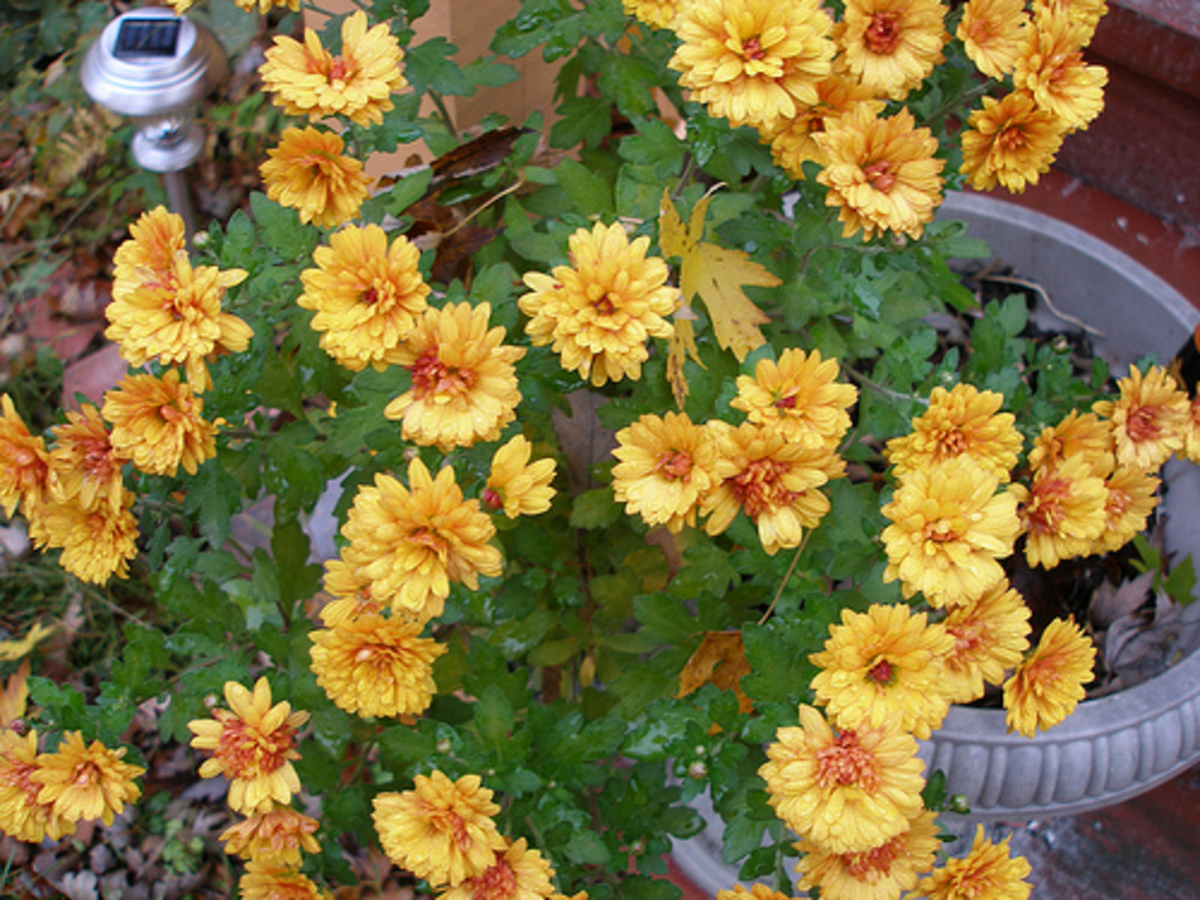 Plant Spotlight: Chrysanthemums - HubPages