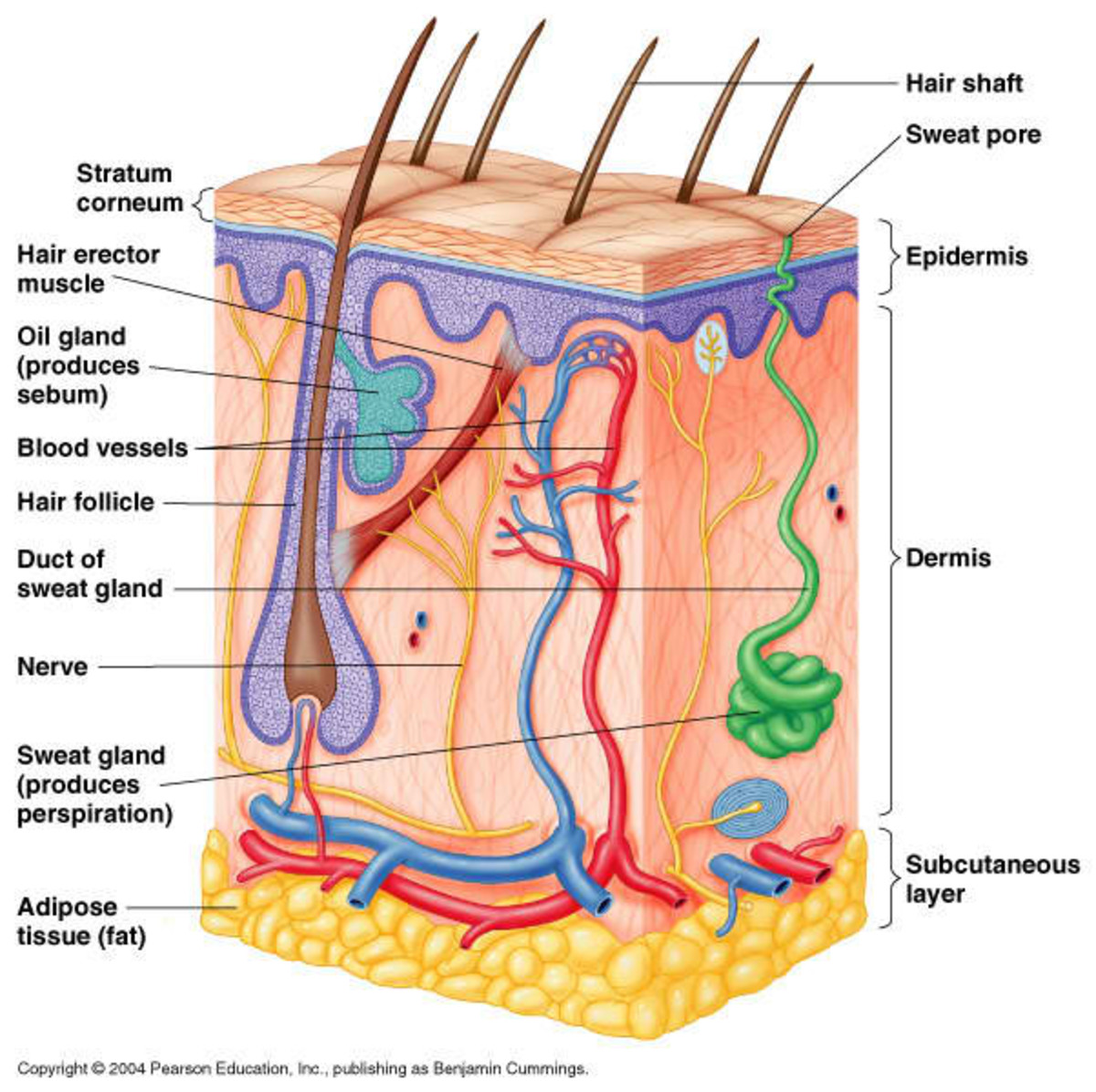 The Human Skin The Largest Organ Of The Integumentary System HubPages