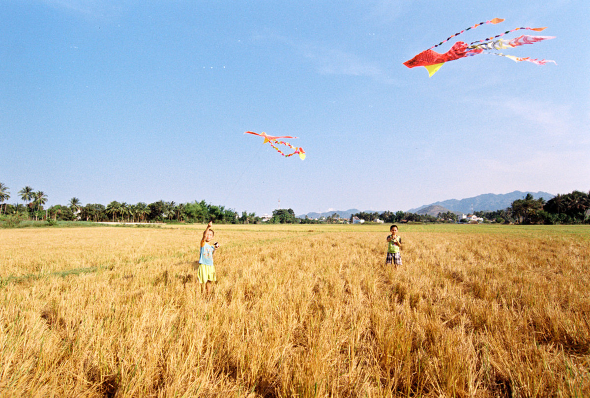 Top Kites for Beginners: Reviews of 6 Kite Designs & Types - HubPages