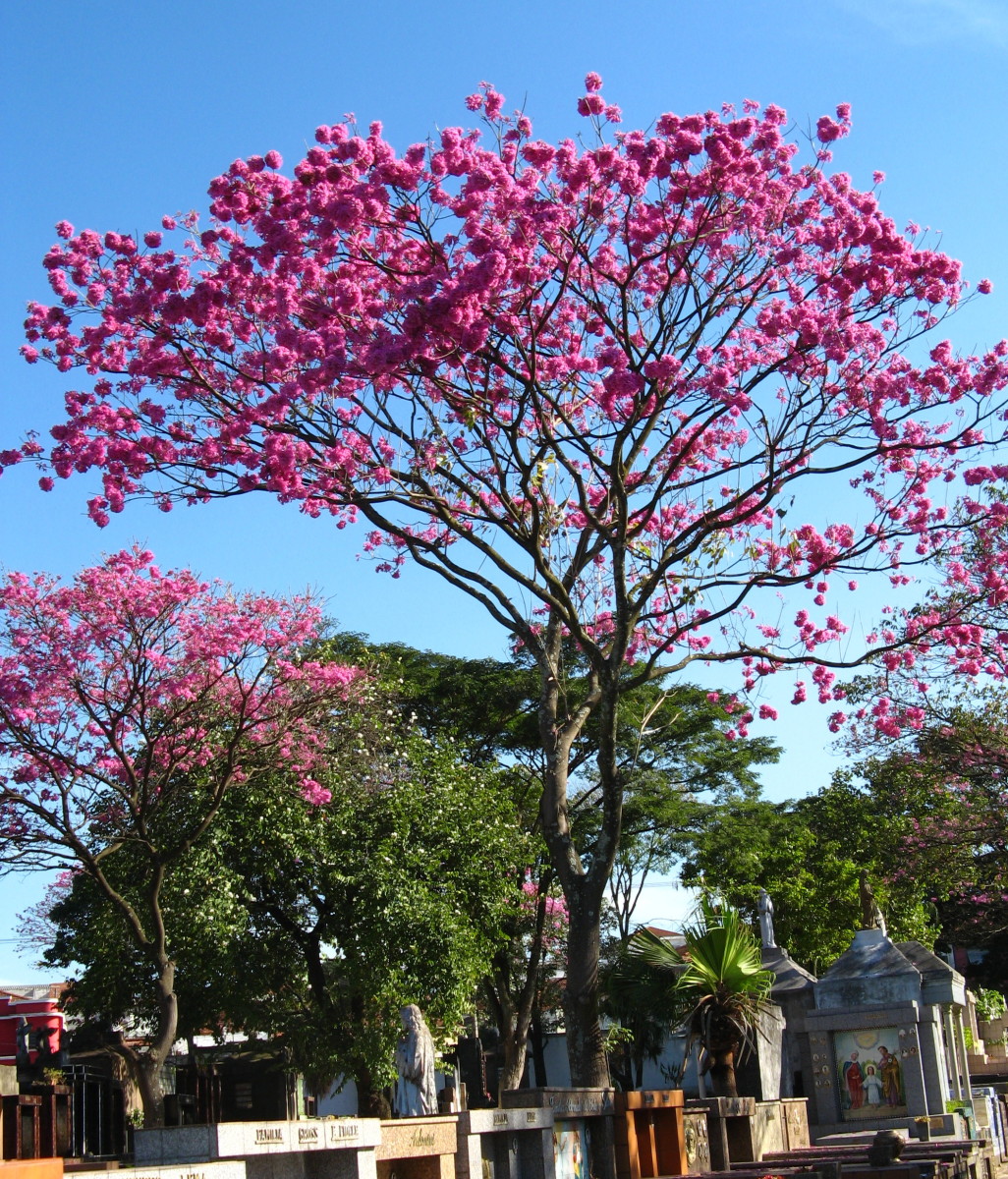 Royal Empress Tree - HubPages