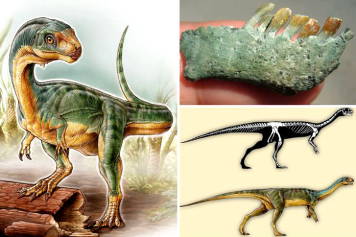 PaleoSpotlight: Chile - HubPages