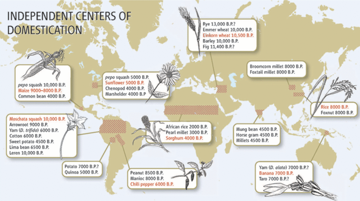 Early plant breeding from wild to domesticates-A trek to evolutionary ...