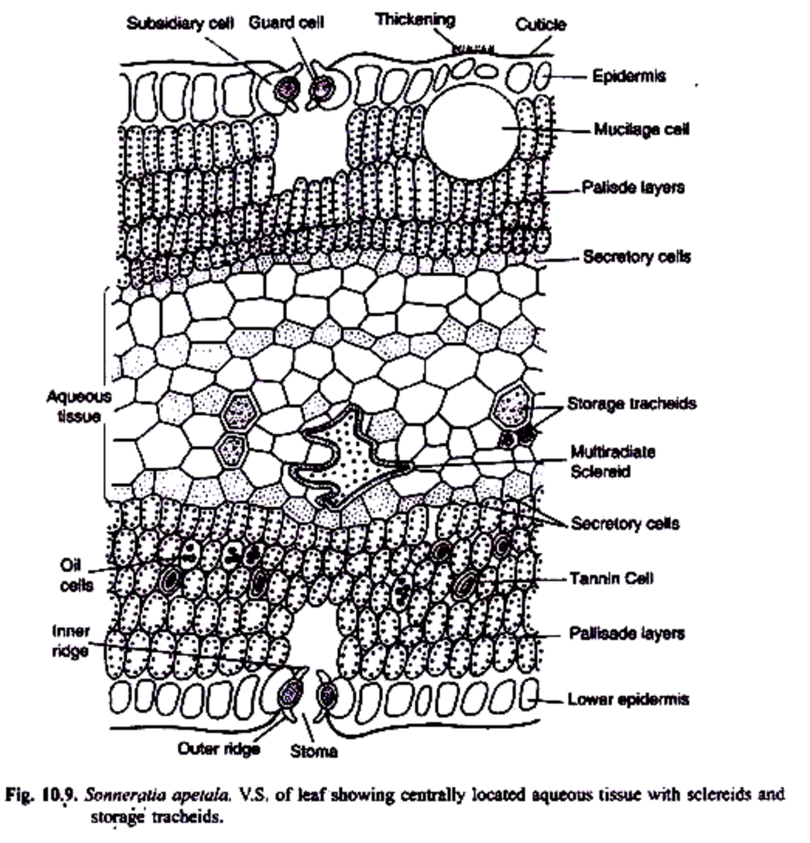 Mangrove Sonneratia spp.-the super Halophytes of Intertidal Zone ...