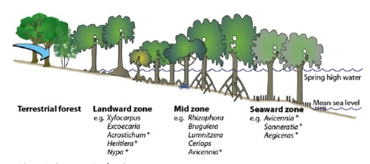 Mangrove Sonneratia spp.-the super Halophytes of Intertidal Zone ...