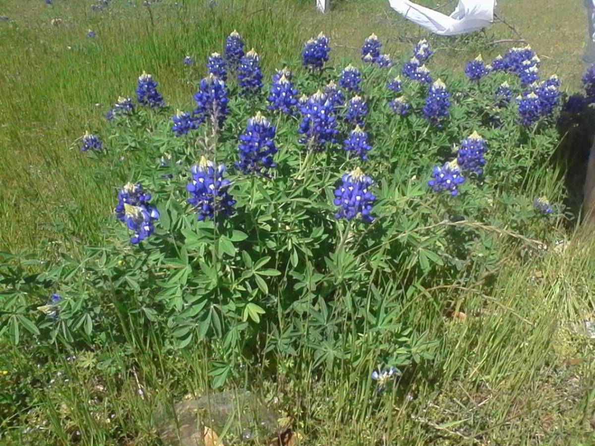 The Legend of the Pink Bluebonnets - HubPages