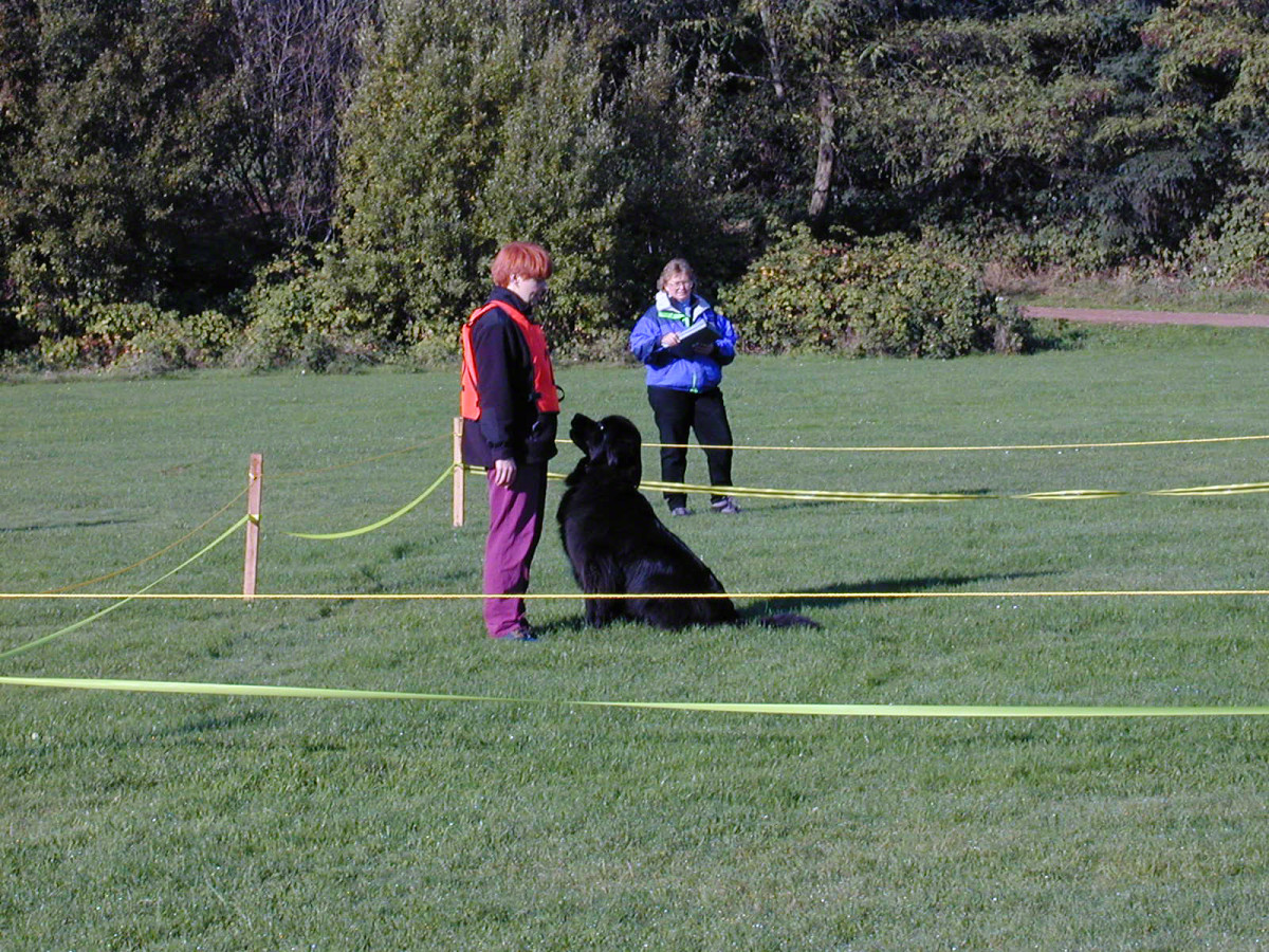 Canine Good Citizen (CGC) a great title for every pup! - HubPages