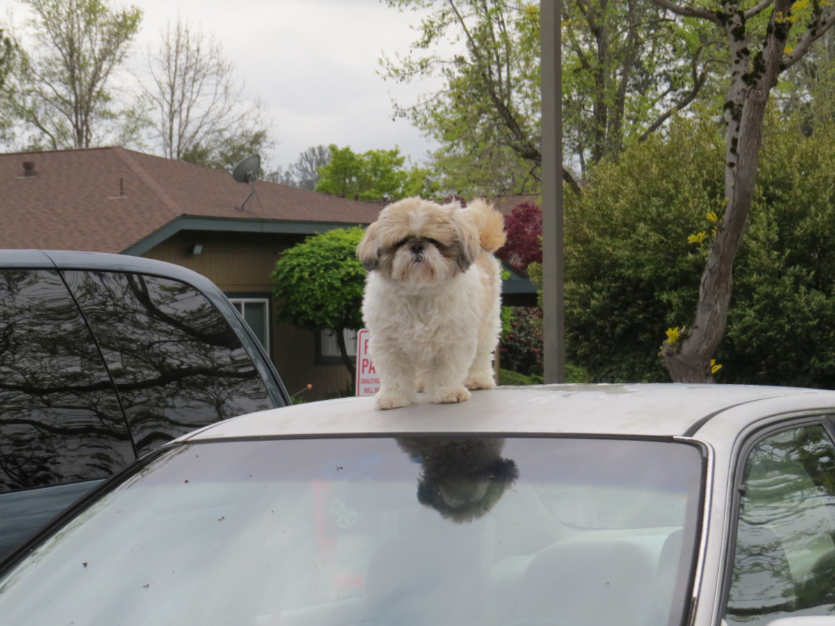 Why do Dogs Sit on Top of the Car - HubPages