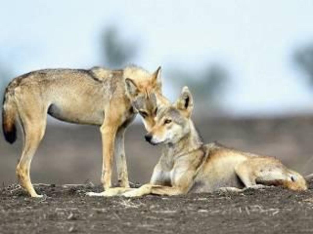 20 Endangered Wolves That Could Go Extinct - HubPages