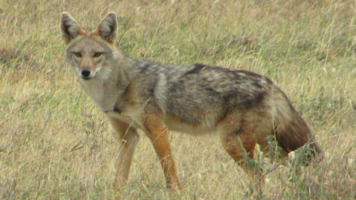 20 Endangered Wolves That Could Go Extinct - HubPages