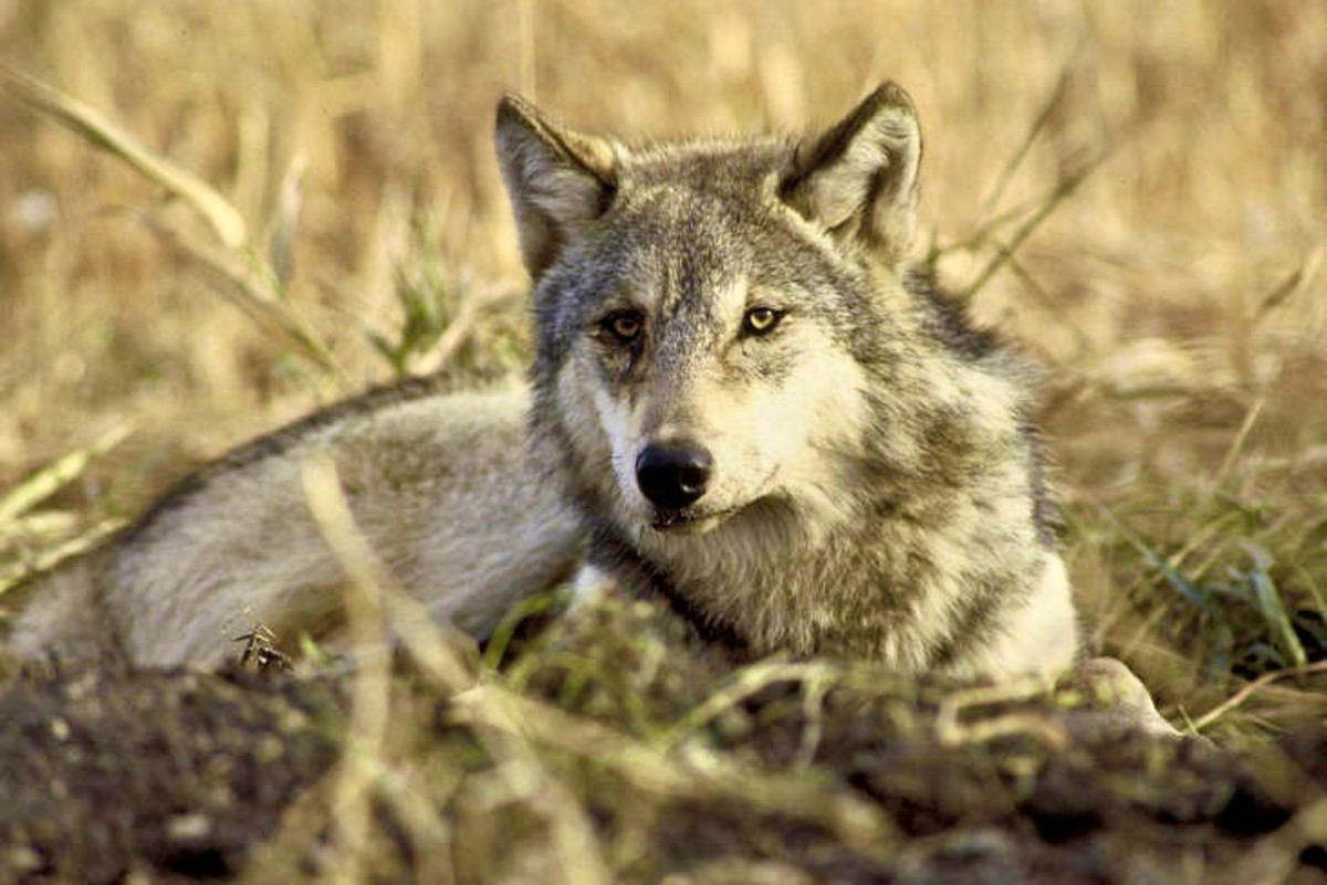 20 Endangered Wolves That Could Go Extinct - HubPages