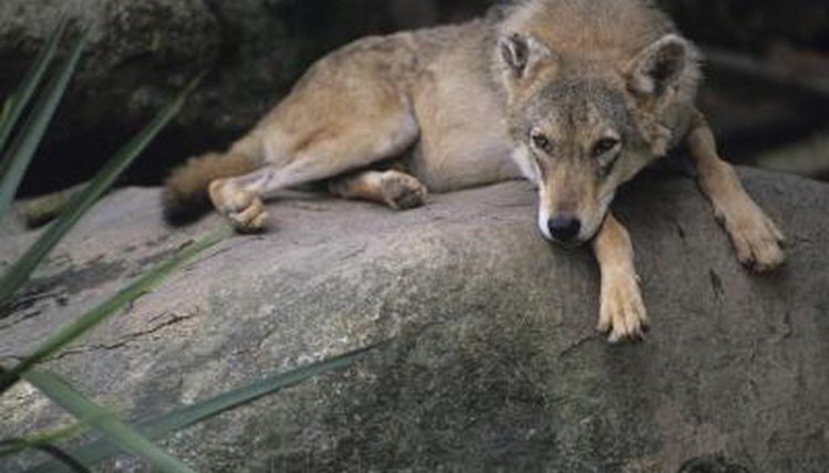 20 Endangered Wolves That Could Go Extinct - HubPages