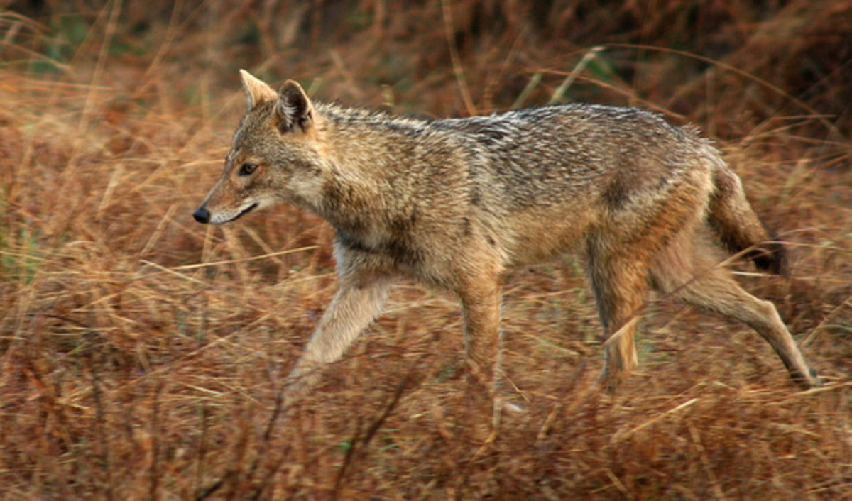 20 Endangered Wolves That Could Go Extinct - HubPages