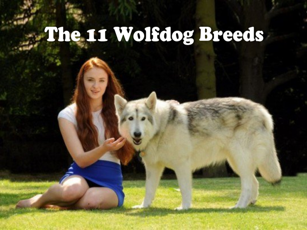 11 Best Wolf Dog Breeds - HubPages