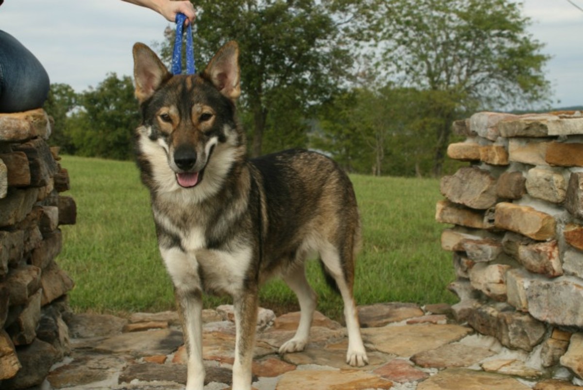 11 Best Wolf Dog Breeds - HubPages