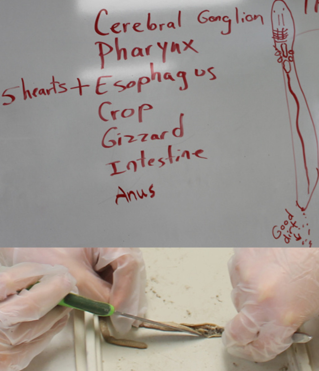 Invertebrates (Clam, Sea Star, and Worm) Anatomy & Dissection Lesson ...