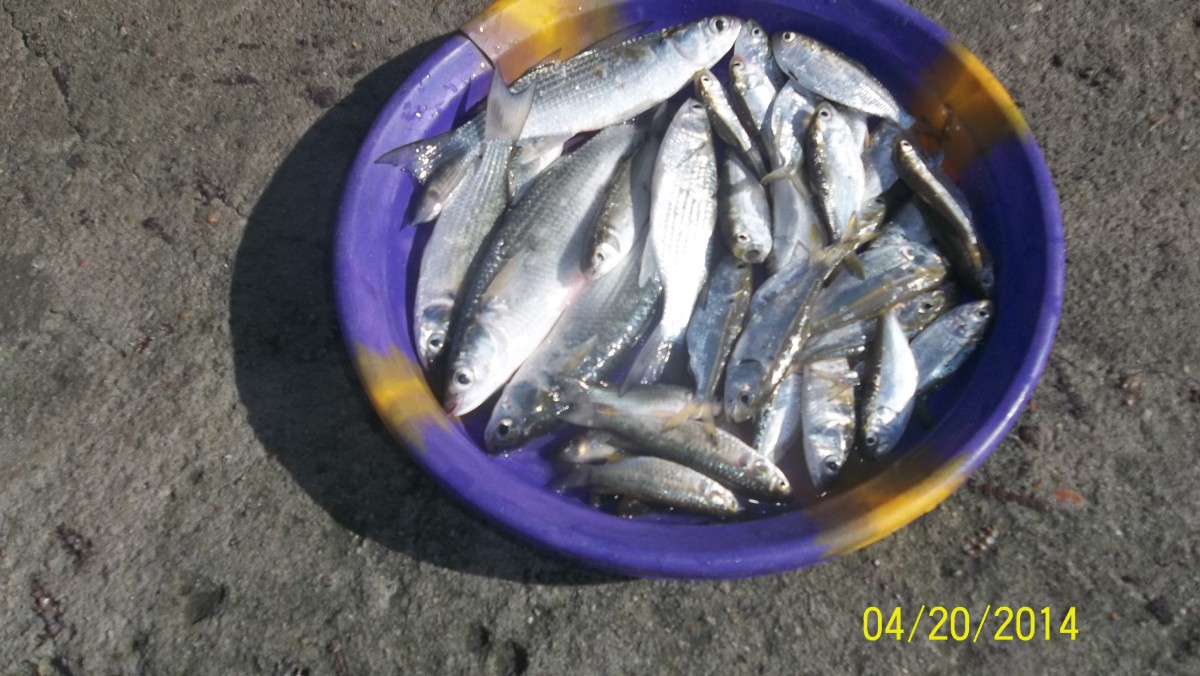 Fish Chop with Sardine - HubPages