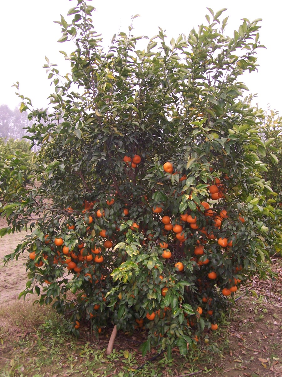 The Health and Nutritional Benefits of Kinnow Fruit - HubPages