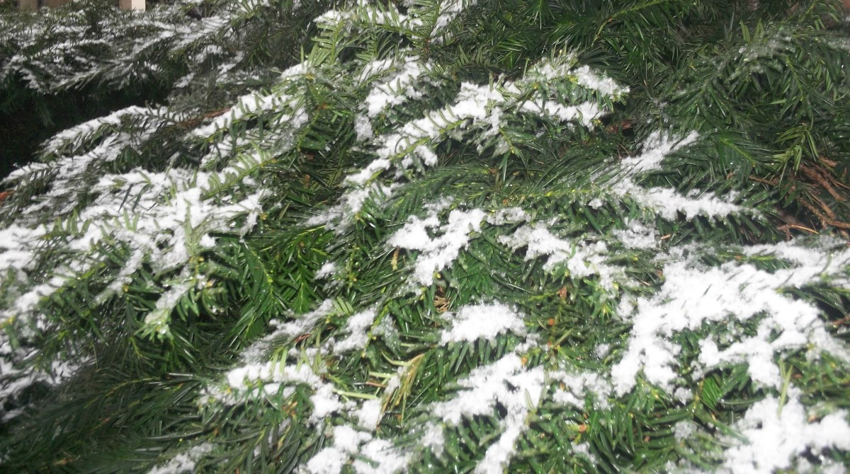 Seasonal Cover Photos for Facebook: Fall and Winter Edition - HubPages