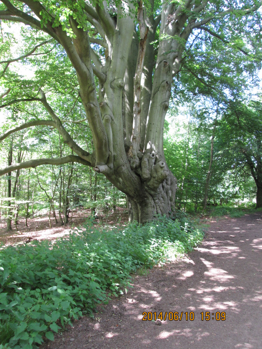 Heritage - 15: A Walk in the Woods, 1.Epping Forest Trail Via High ...