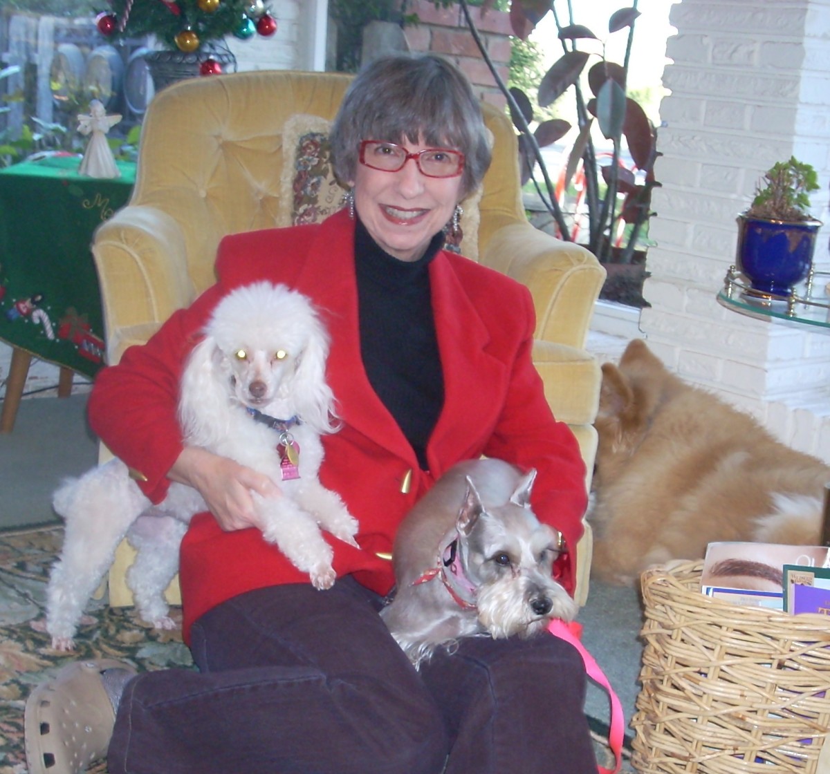 The Way of the Terrier, or Life With a Miniature Schnauzer - HubPages