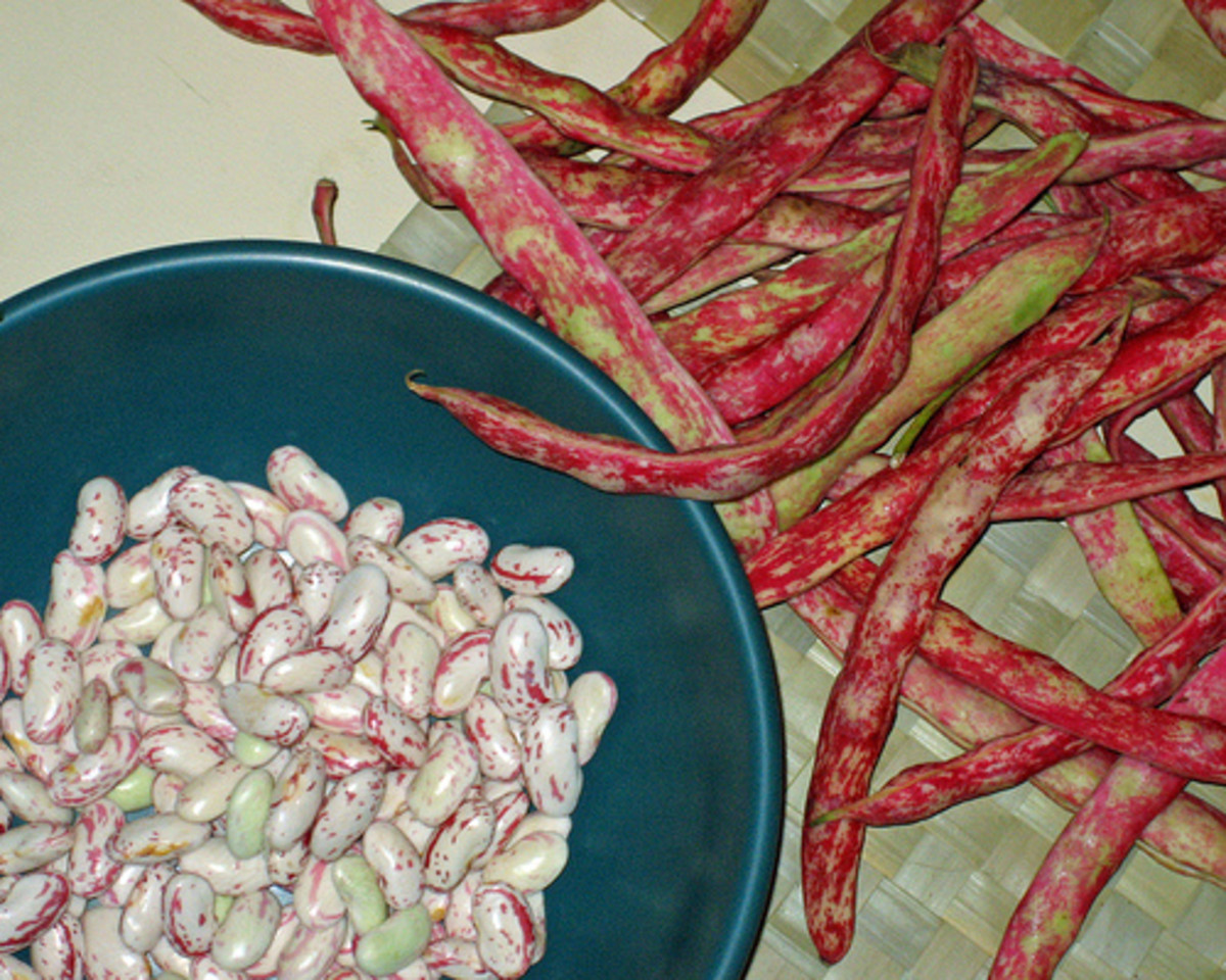 Survival: Know Your Dried Beans! - HubPages