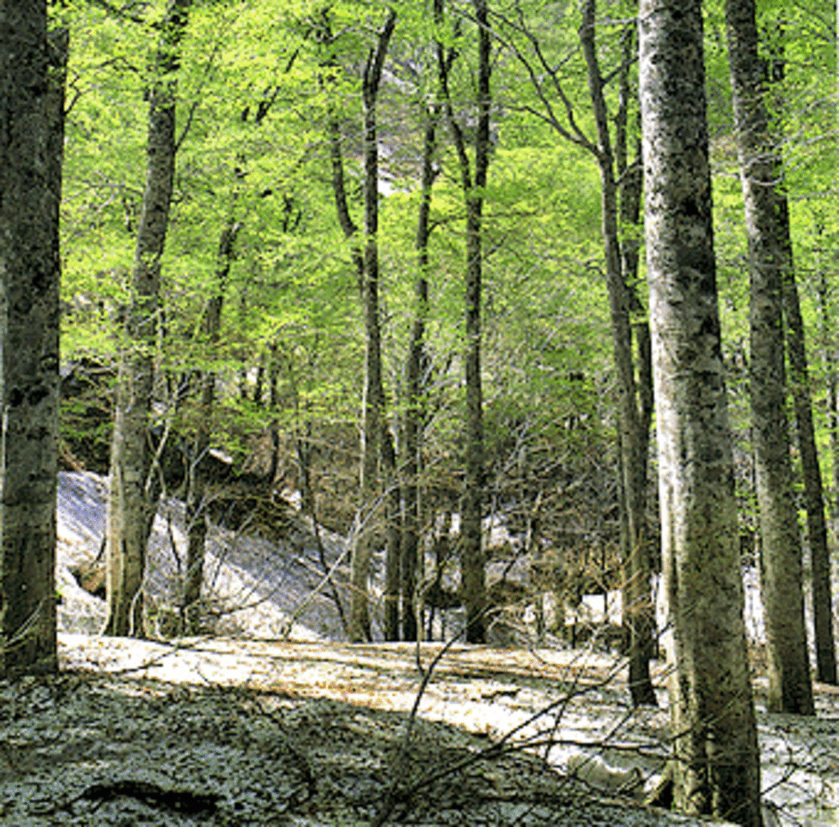 Woodworking Characteristics of Beech - HubPages