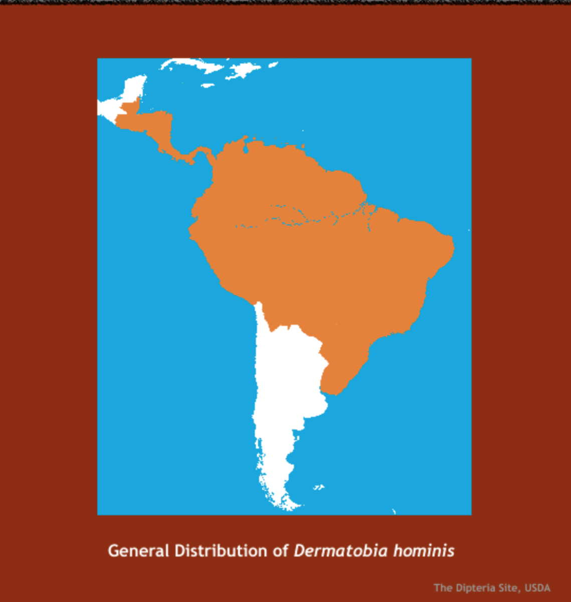 Belize - Bot Flies, Beef Worms, Pinching and Other Joys of Travel ...