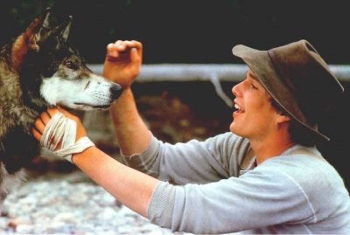 Jed the Movie Dog - HubPages