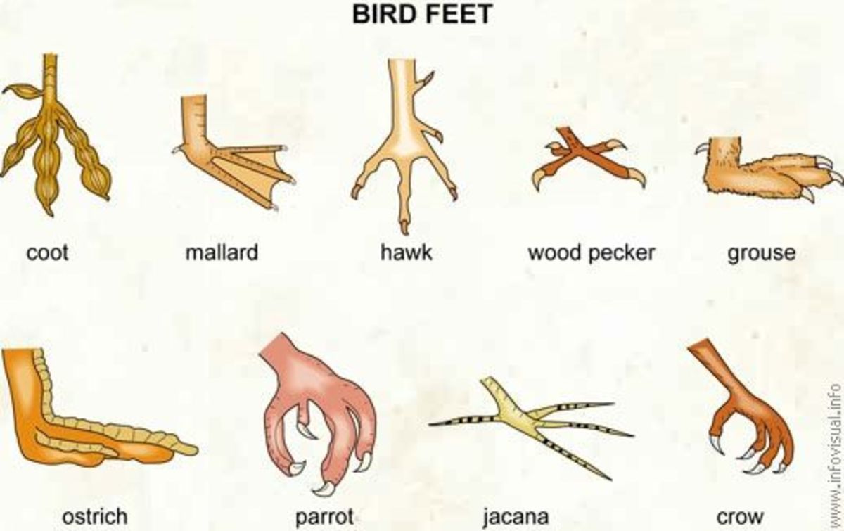 The Unique Characteristics of Birds - HubPages