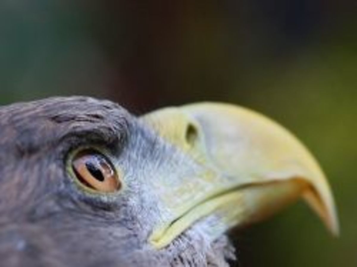 The Unique Characteristics of Birds - HubPages