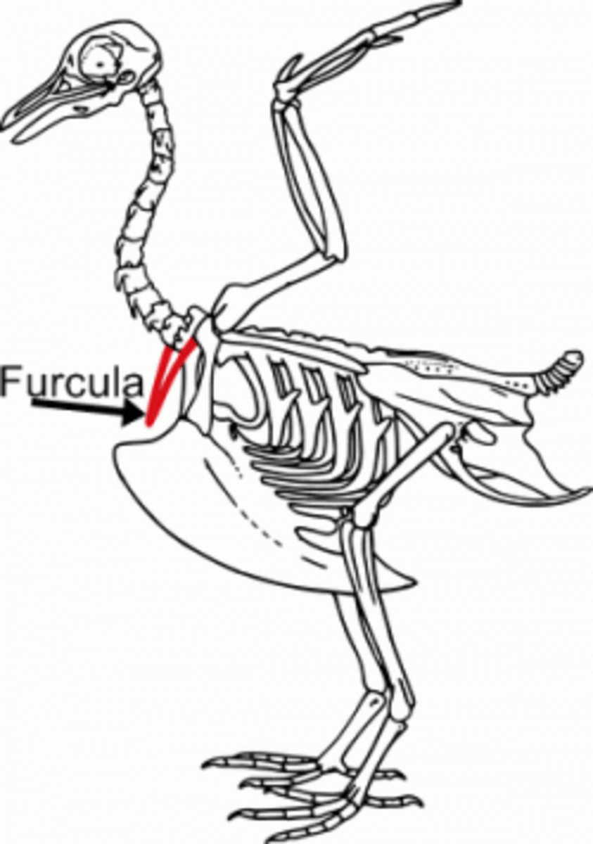 The Unique Characteristics of Birds - HubPages