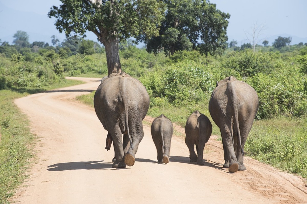 Animals With Heart - How Elephants Communicate and Use Language - HubPages